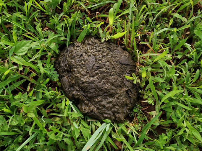 Is Renewable Natural Gas Available in Georgia? - GA Gas Savings